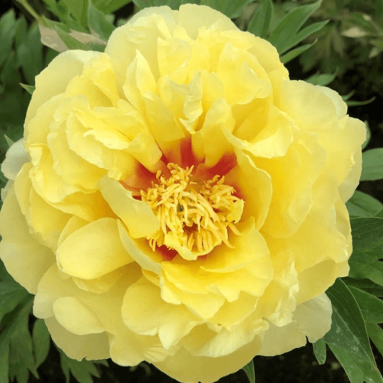 Божур Paeonia ITOH Bartzella - Oakplants
